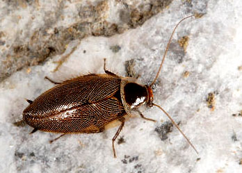 蜚蠊目 Blattaria 蓝色动物学（中国动物学科普）